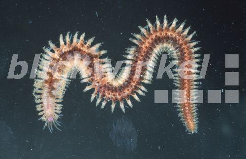 blickwinkel - Borstiger Schuppenwurm (Polynoe scolopendrina). - worm ...