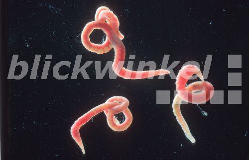 blickwinkel - Kotpillenwurm, Kotpillen-Wurm, Gummibandwurm, Gummiband ...