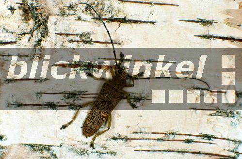 blickwinkel - Grosser Pappelbock, Walzenbock (Saperda carcharias), auf ...