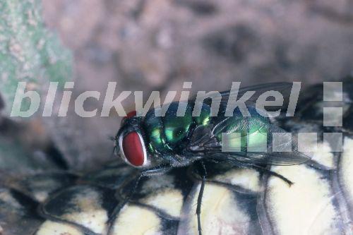 blickwinkel - Weisskopf-Dasselfliege (Chrysomya albicens), Imago ...