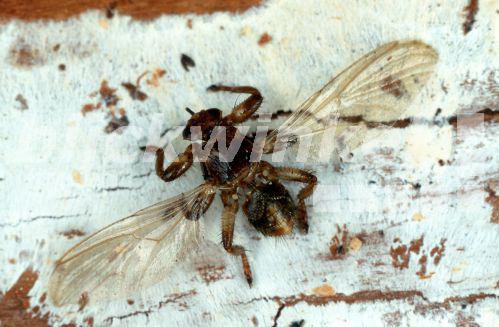 blickwinkel - Lausfliege (Hippoboscidae), gefluegelt - louseflies ...