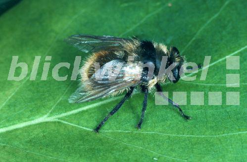 blickwinkel - Rinderdasselfliege, Hautdasselfliege, Grosse Dasselfliege ...
