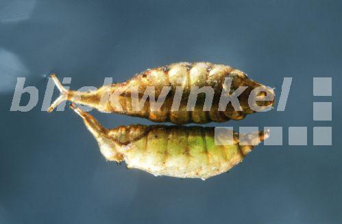 blickwinkel - Salzfliege, Sumpffliege (Ephydridae), Larve - shoreflies ...