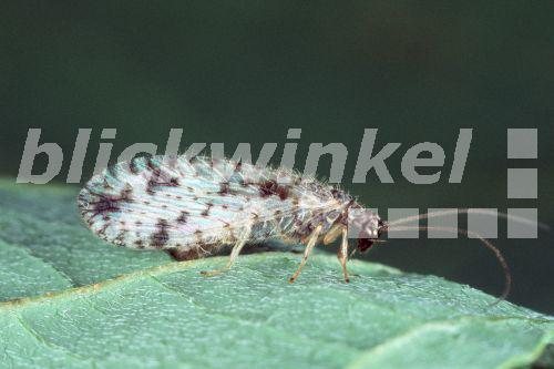 blickwinkel - Echte Netzfluegler, Hafte (Neuroptera, Planipennia ...