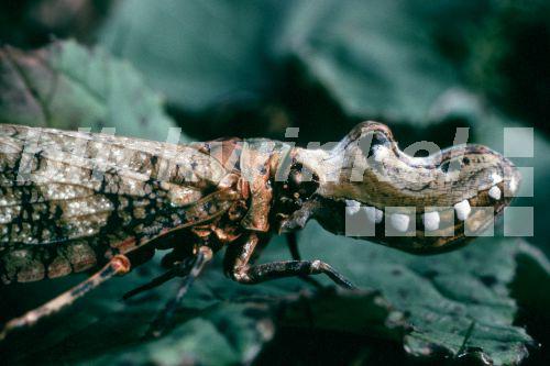 blickwinkel - Laternentraeger, Leuchtzikaden (Fulgoridae), Imago ...