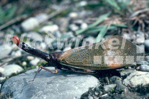 blickwinkel - Laternentraeger, Leuchtzikaden (Fulgoridae), Imago ...
