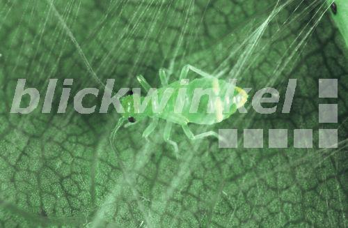 blickwinkel - Staublaus, Rindenlaus (Psocoptera) - dust-louse ...