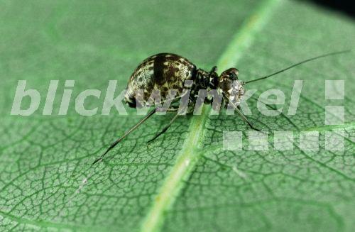 blickwinkel - Staublaus, Rindenlaus (Psocoptera), Imago - dust-louse ...