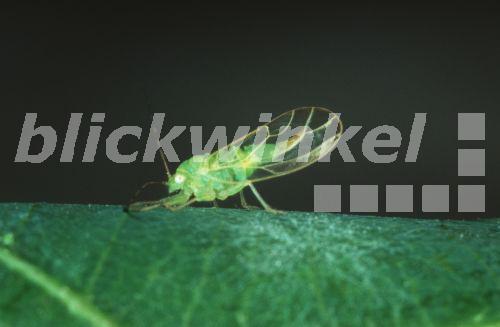 blickwinkel - Apfelblattfloh, Apfelsauger, Apfelblattsauger (Psylla ...
