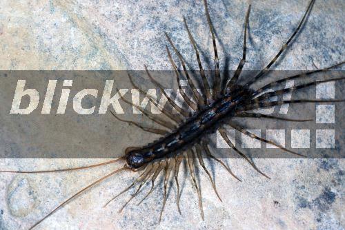 blickwinkel - Spinnenassel, Spinnenlaeufer (Scutigera coleoptrata ...