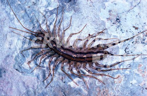 blickwinkel - Spinnenassel, Spinnenlaeufer (Scutigera coleoptrata ...