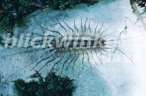 blickwinkel - Spinnenassel, Spinnenlaeufer (Scutigera coleoptrata ...