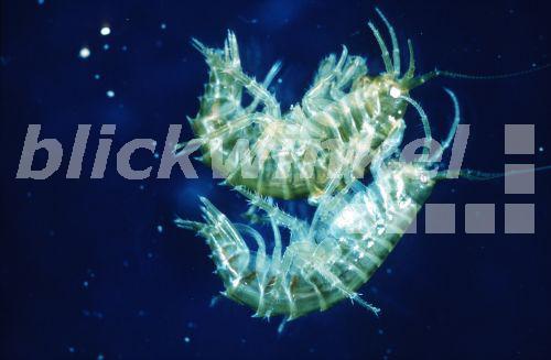 blickwinkel - Flussflohkrebs (Gammarus roeseli), Paarung - lacustrine ...