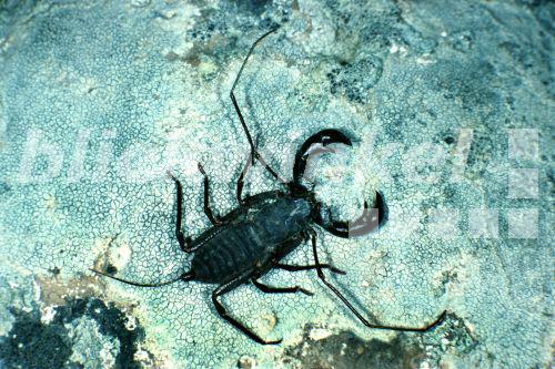 blickwinkel - Geisselskorpion (Uropygi) - whipscorpions (Uropygi ...