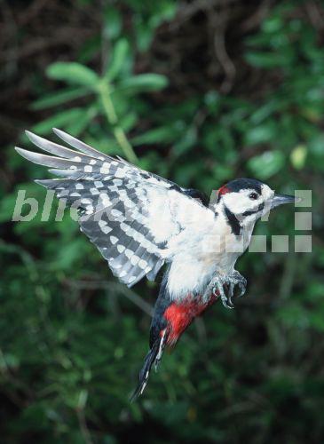 blickwinkel - Buntspecht, Grosser Buntspecht, Rotspecht, Schildspecht ...