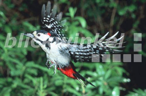 blickwinkel - Buntspecht, Grosser Buntspecht, Rotspecht, Schildspecht ...
