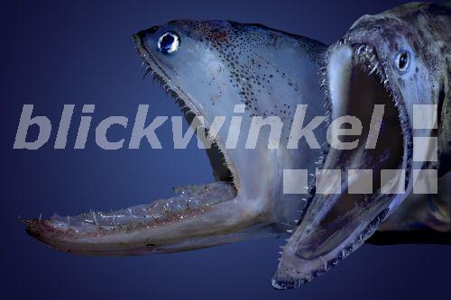 blickwinkel - Schuppen-Drachenfische (Stomiidae, Stomiatidae), mit weit ...