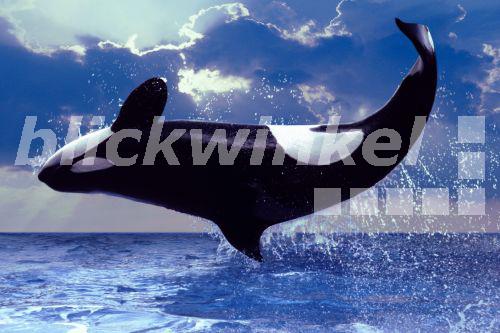 blickwinkel - Schwertwal, Killerwal, Orca (Orcinus orca), im Sprung ...
