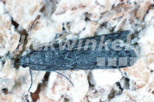 blickwinkel - Mehlmotte, Mehl-Motte (Ephestia kuehniella, Anagasta ...