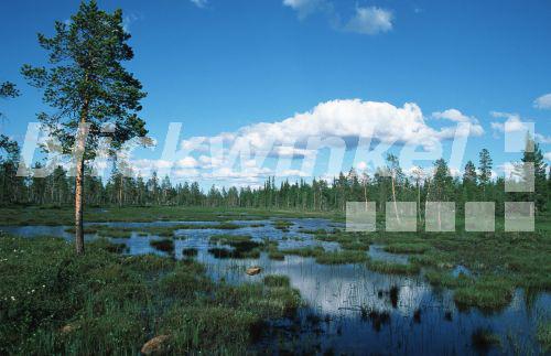 blickwinkel - Moorlandschaft, Schweden, Lappland - moor landscape ...