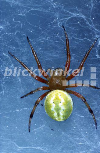 blickwinkel - Radnetzspinne, Radnetz-Spinne (Araniella alpica), im Netz ...