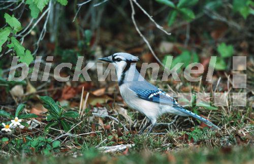 blickwinkel - Blau-Haeher, Blauhaeher (Cyanocitta cristata), USA - blue ...