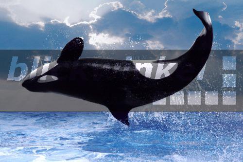 blickwinkel - Schwertwal, Killerwal, Orca (Orcinus orca), im Sprung ...