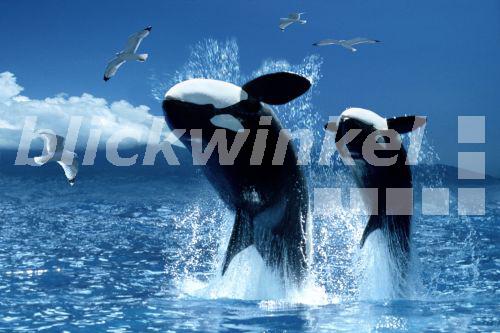 blickwinkel - Schwertwal, Killerwal, Orca (Orcinus orca), Duo im Sprung ...