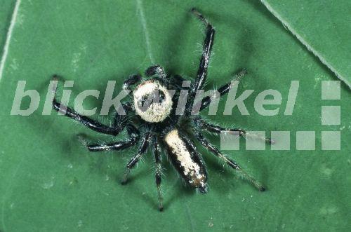 blickwinkel - Springspinnen, Spring-Spinnen, Huepfspinnen, Huepf ...