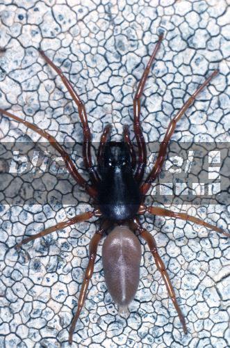 blickwinkel - Sechsaugenspinnen, Sechsaugen-Spinnen, Dunkelspinnen ...