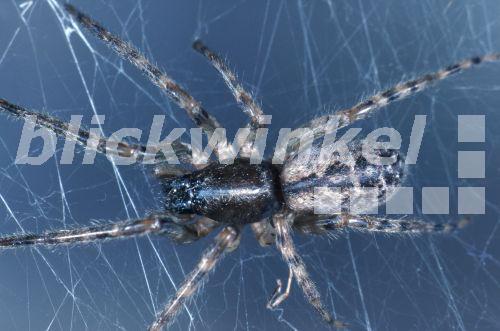 blickwinkel - Fischernetzspinne, Fischernetz-Spinne (Segestria bavarica ...
