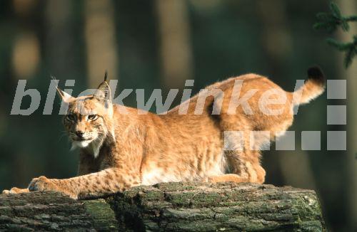 blickwinkel - Eurasischer Luchs, Europaeischer Luchs (Lynx lynx), wetzt ...