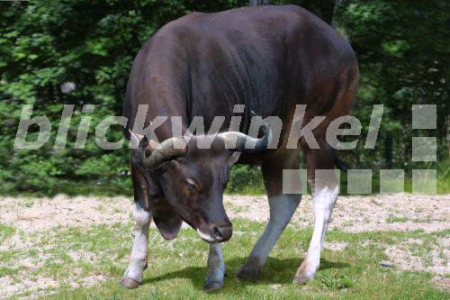 blickwinkel - Kouprey (Bos sauveli), Composing - kouprey, gray ox (Bos ...