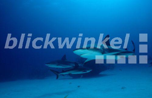 blickwinkel - Karibischer Riffhai (Carcharhinus perezi), Drei Tiere ...