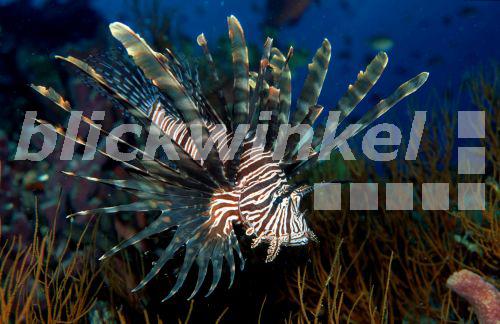 blickwinkel - Eigentlicher Rotfeuerfisch, Pazifischer Rotfeuerfisch ...