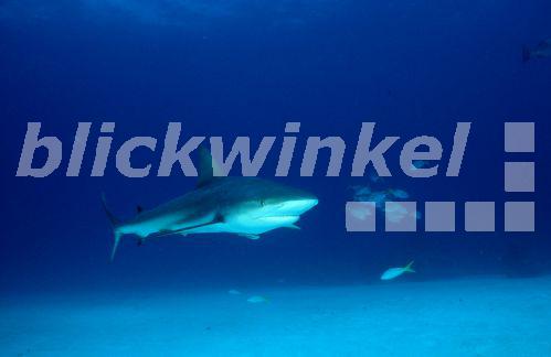 blickwinkel - Karibischer Riffhai, Riff-Hai (Carcharhinus perezi ...