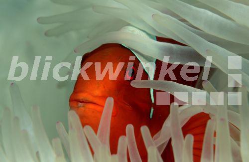 blickwinkel - Stachel-Anemonenfisch, Stachel-Anemonen-Fisch (Premnas ...