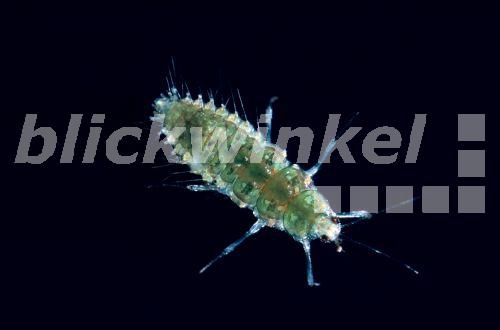 blickwinkel - Schlammfliege (Sisyra fuscata), Larve - alderfly (Sisyra ...