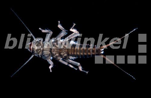 blickwinkel - Grosskoepfige Steinfliege (Dinocras cephalotes), Larve ...