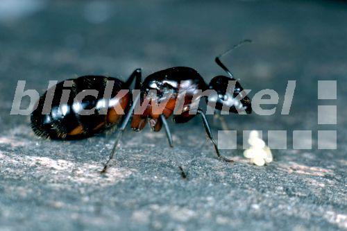 blickwinkel - Rossameise, Ross-Ameise, Riesenameisen, Riesen-Ameise ...