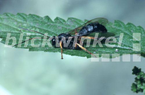 blickwinkel - Schwarze Schlupfwespe, Schwarze Schlupf-Wespe (Pimpla ...