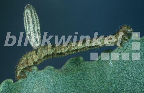 blickwinkel - Brackwespe, Brack-Wespe (Microplitis spec.), Puppe an ...