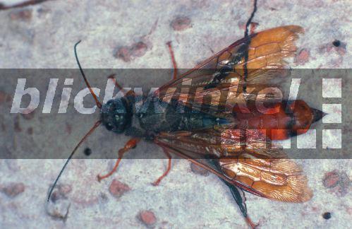 blickwinkel - Kiefernholzwespe, Kiefern-Holzwespe, Gemeine Holzwespe ...