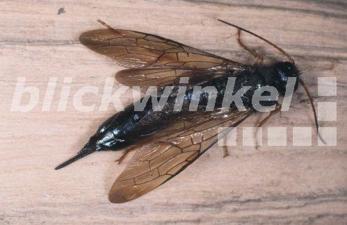 blickwinkel - Kiefernholzwespe, Kiefern-Holzwespe, Gemeine Holzwespe ...