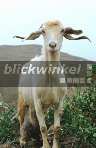 blickwinkel - Kaschmirziege (Capra hircus), Rasse liefert die ...