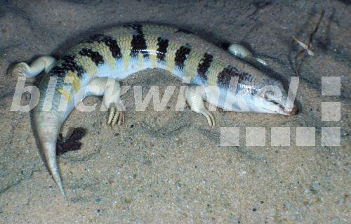 blickwinkel - Apothekerskink (Scincus scincus) - sandfish (Scincus ...