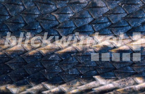 blickwinkel - Schuppen, Haut einer Eidechse, Reptilienhaut - skin of a ...