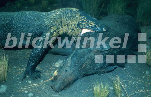 blickwinkel - Komodo-Waran, Komodowaran (Varanus komodoensis), frisst ...