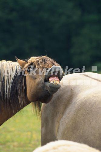 blickwinkel - Duelmener Wildpferd, Duelmener Pony (Equus przewalskii f ...