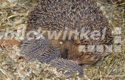 blickwinkel - Europaeischer Igel, Westeuropaeischer Igel, Westigel ...